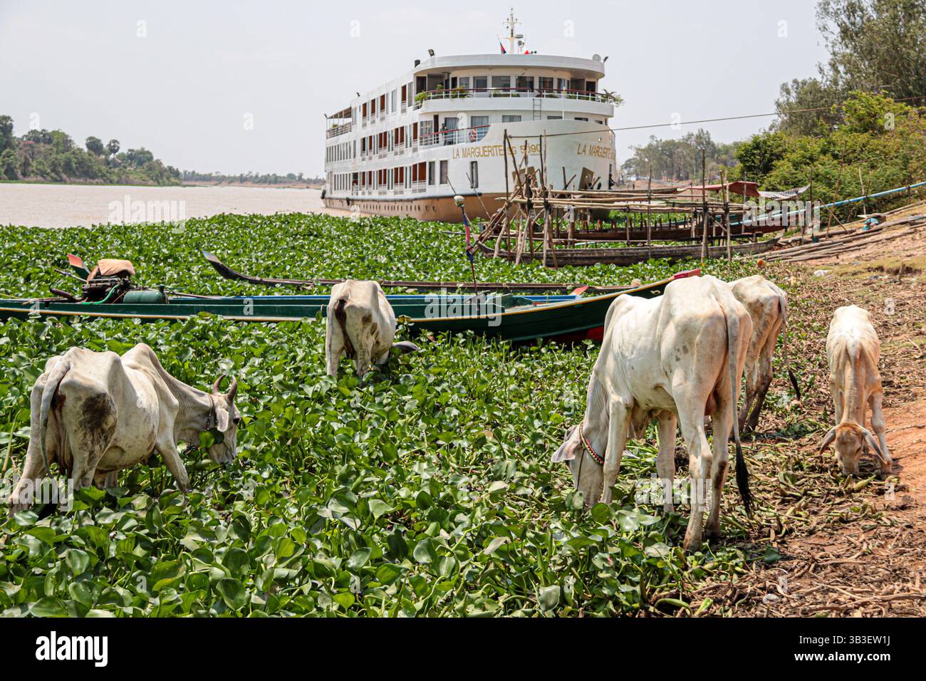 Draught oxen hi-res stock photography and images - Alamy