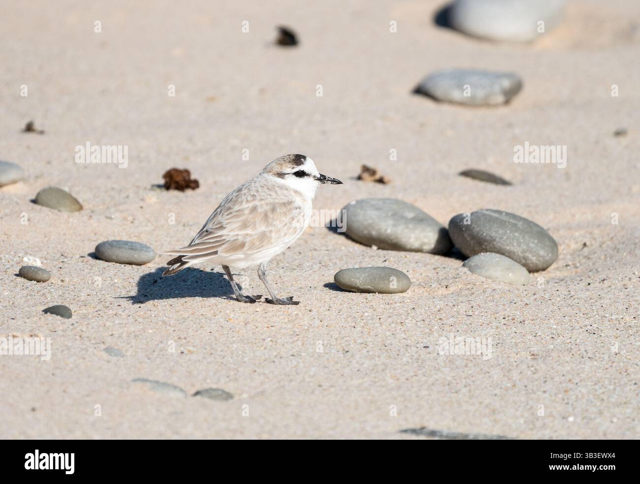 White fronted Plover bird (Anarhynchus marginatus) closeup, rear or ...