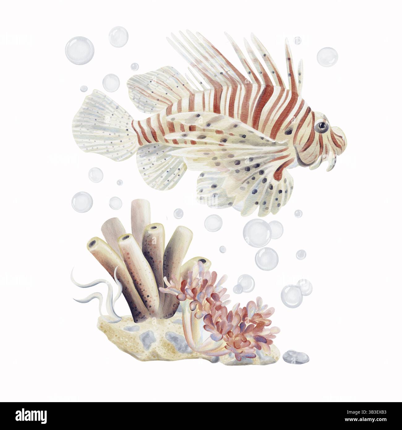 Lionfish. Big beautiful tropical exotic fish with red stripes. Marine ...