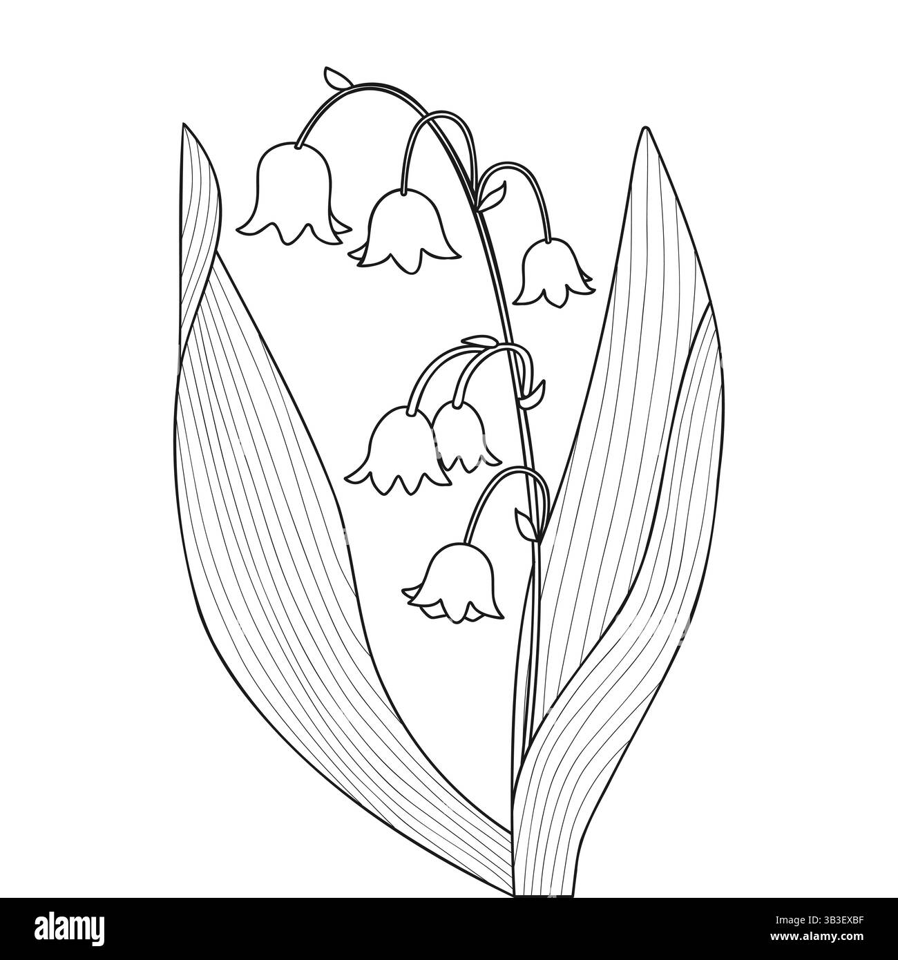 Lily valley coloring page Black and White Stock Photos & Images - Alamy