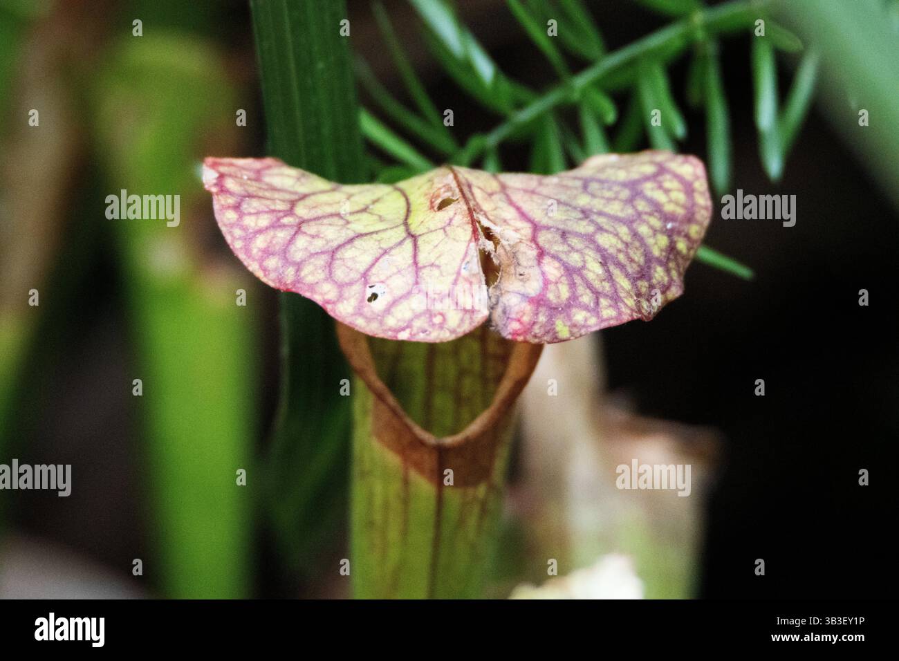 Yellow trumpets, pale pitcher plant or pale trumpet a carnivorous plant ...