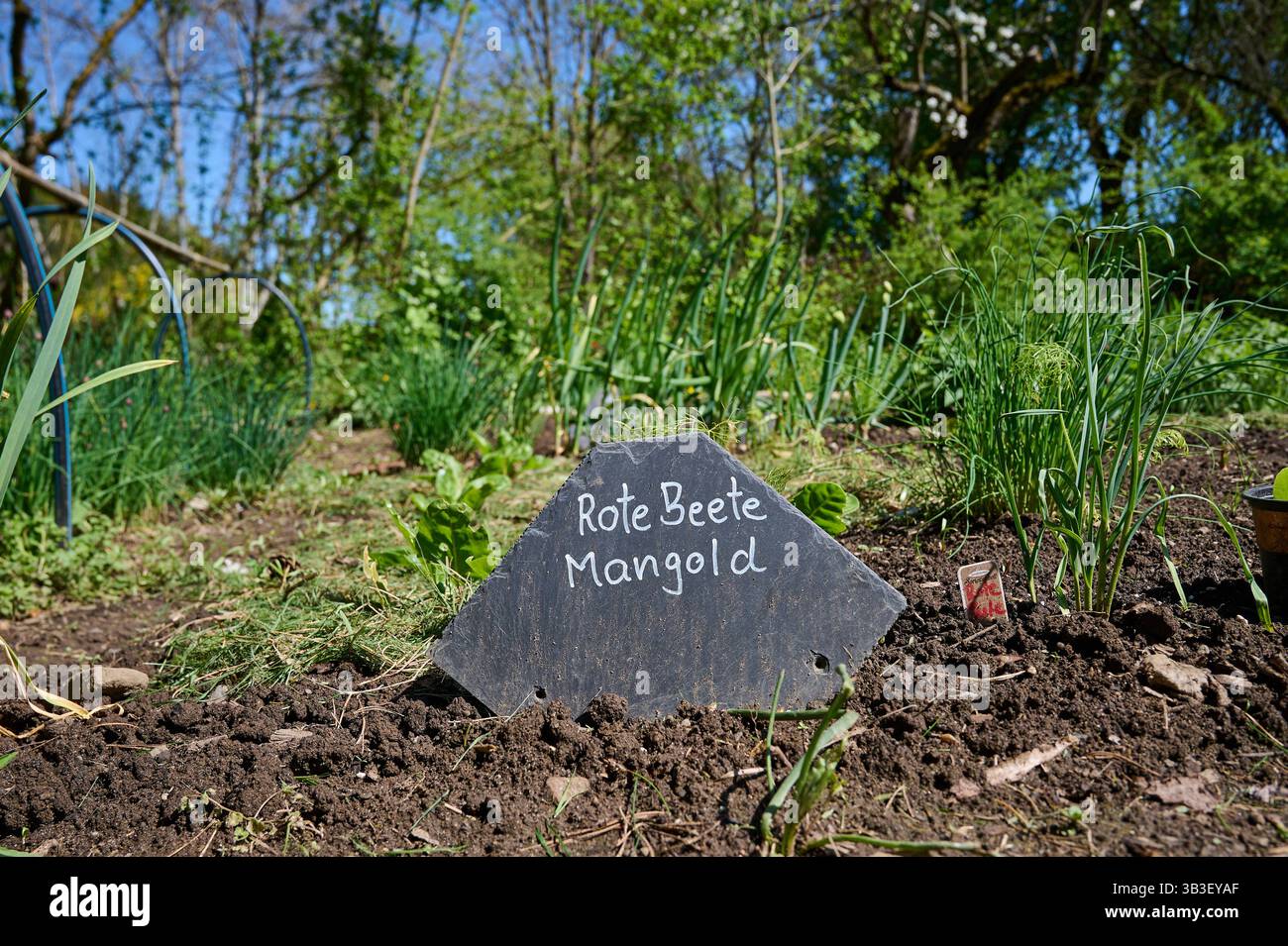 Garten Gemueseanbau Mischkultur Gemuesebeet mit Mischkultur aus Rote ...