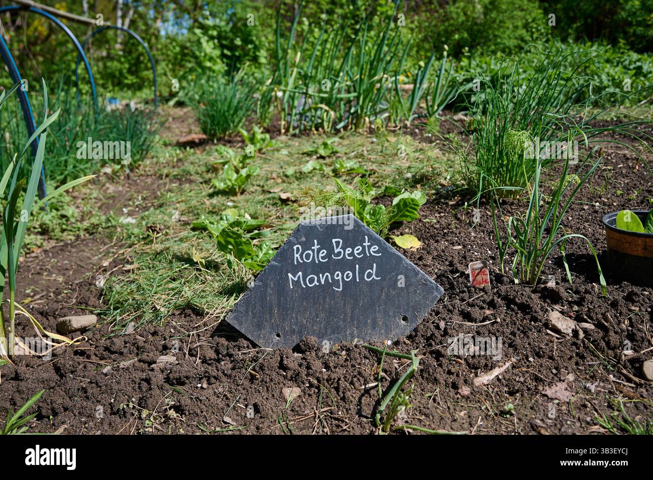 Garten Gemueseanbau Mischkultur Gemuesebeet mit Mischkultur aus Rote ...