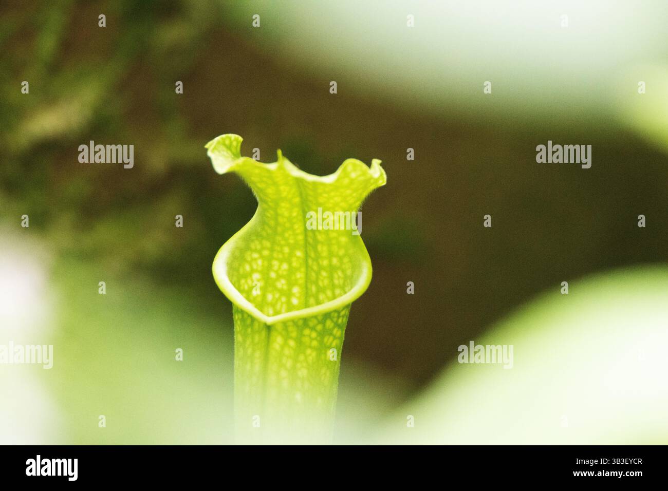 Yellow trumpets, pale pitcher plant or pale trumpet a carnivorous plant (Sarracenia alata Stock ...