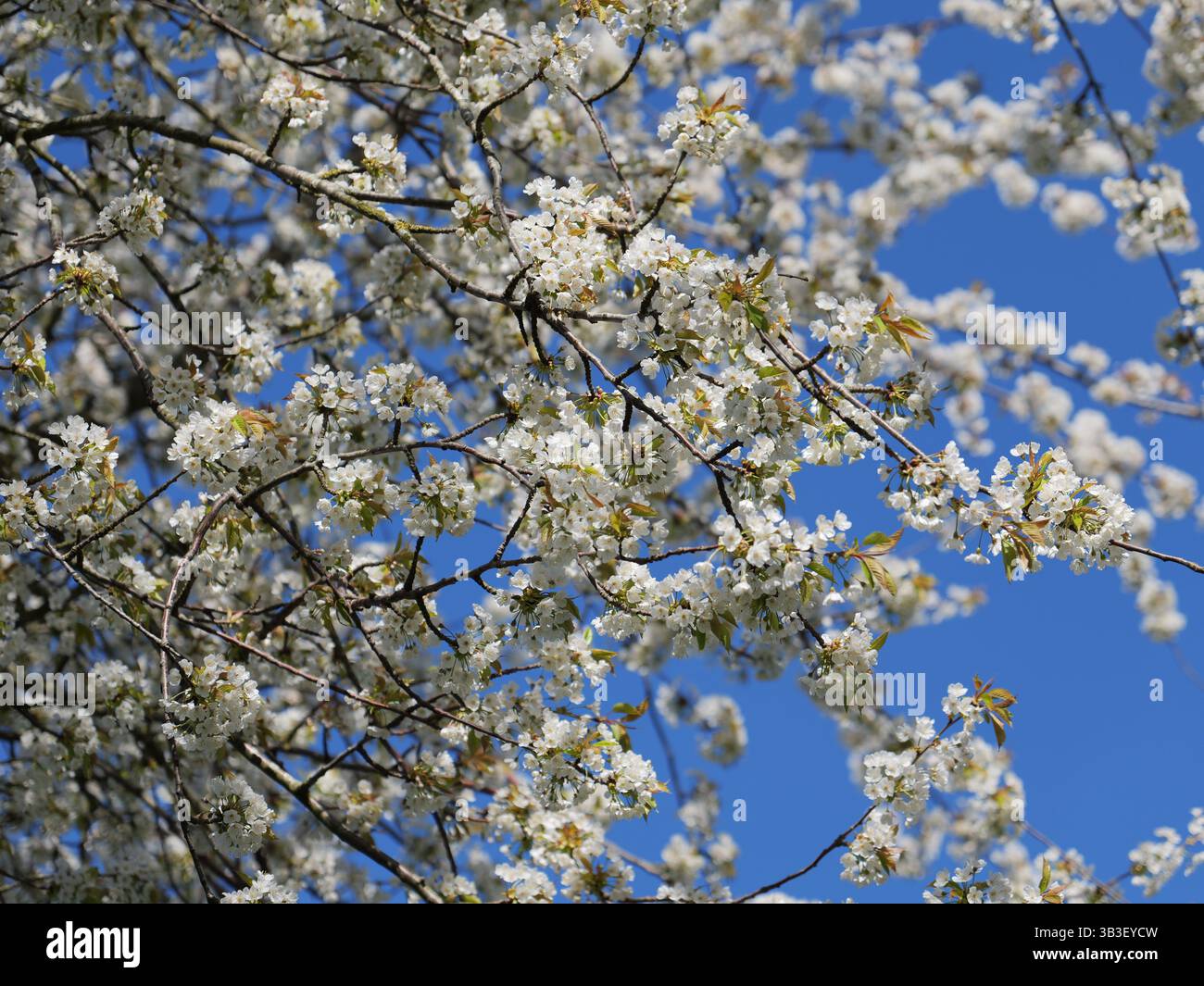 Wild cherry blossoms turn the landscape white in spring. When petals ...