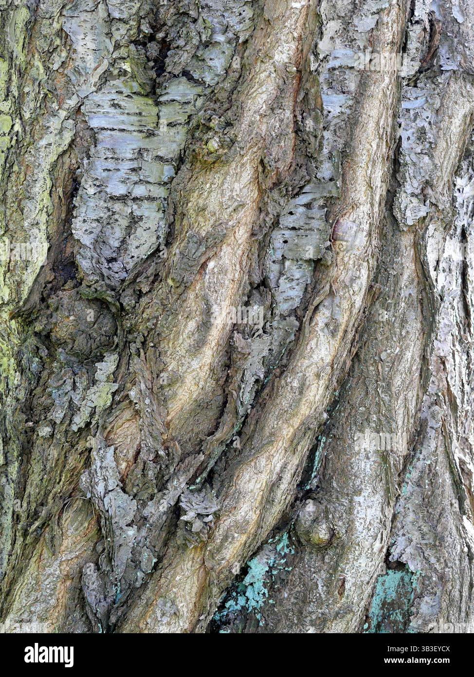 Textured bark of an old cherry tree with ingrown young trunks ...