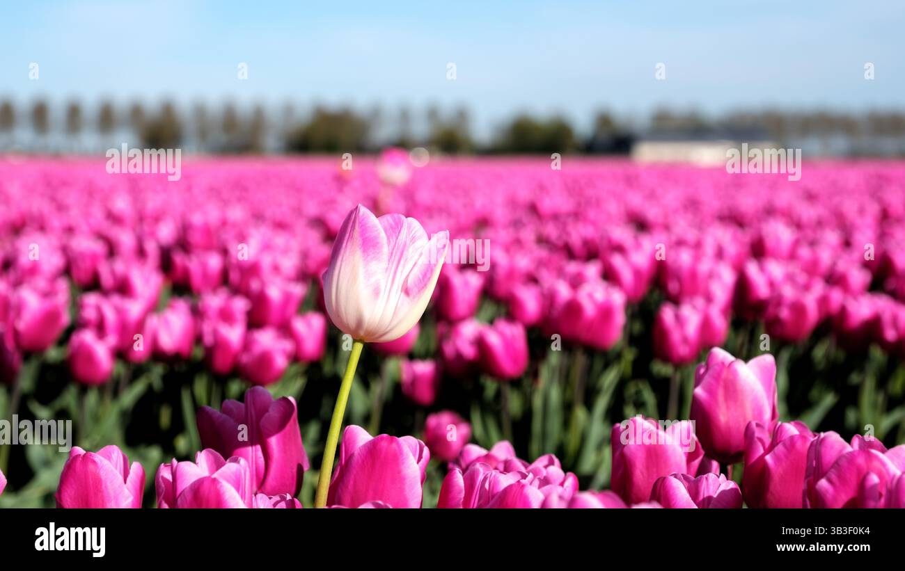 Explore the stunning tulip fields of Flevoland, Netherlands, where ...