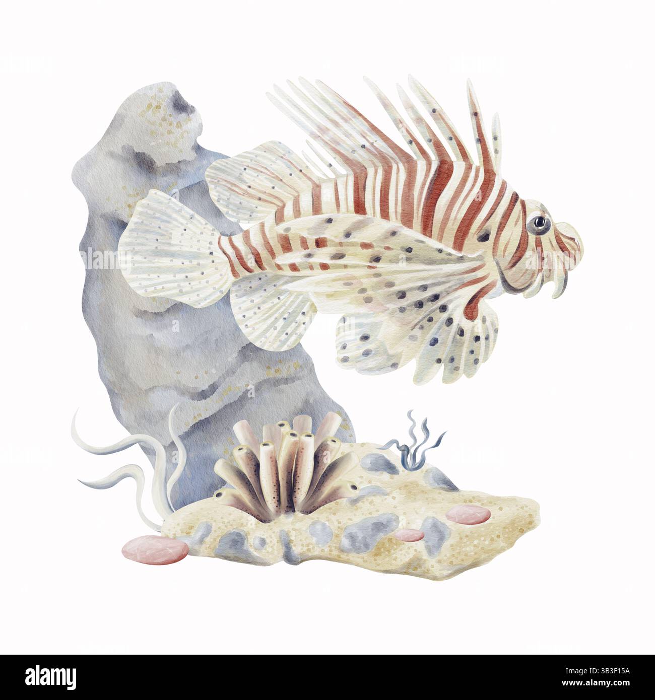 Lionfish. Big beautiful tropical exotic fish with red stripes. Marine ...