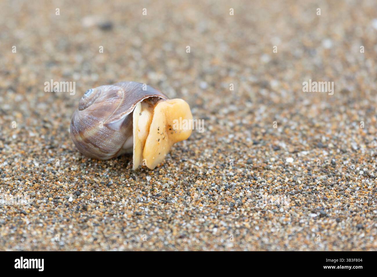 Open shell seashell lies hi-res stock photography and images - Alamy