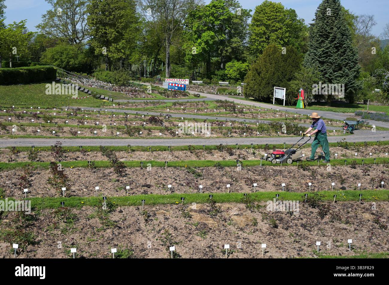 Large garden beds roses hi-res stock photography and images - Alamy