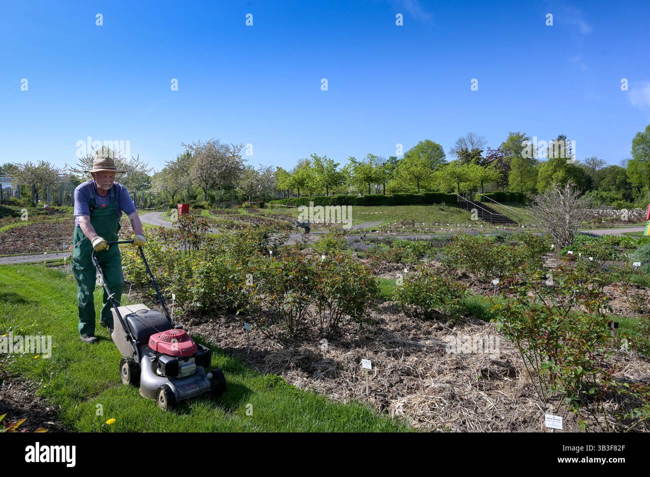 Large garden beds roses hi-res stock photography and images - Alamy