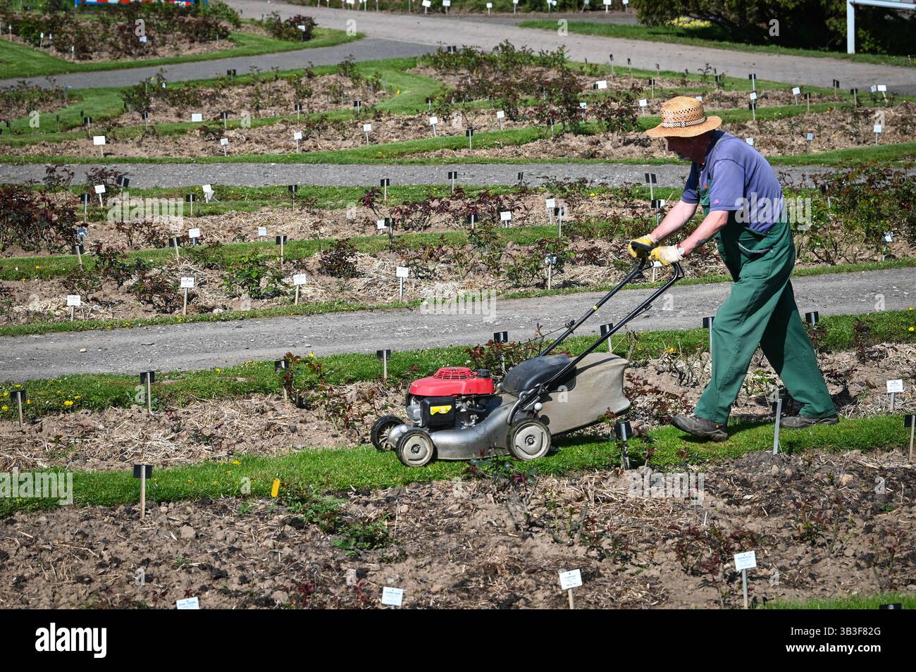 Large garden beds roses hi-res stock photography and images - Alamy
