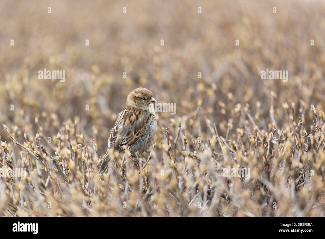 Sparrow sitting on branch spring hi-res stock photography and images ...