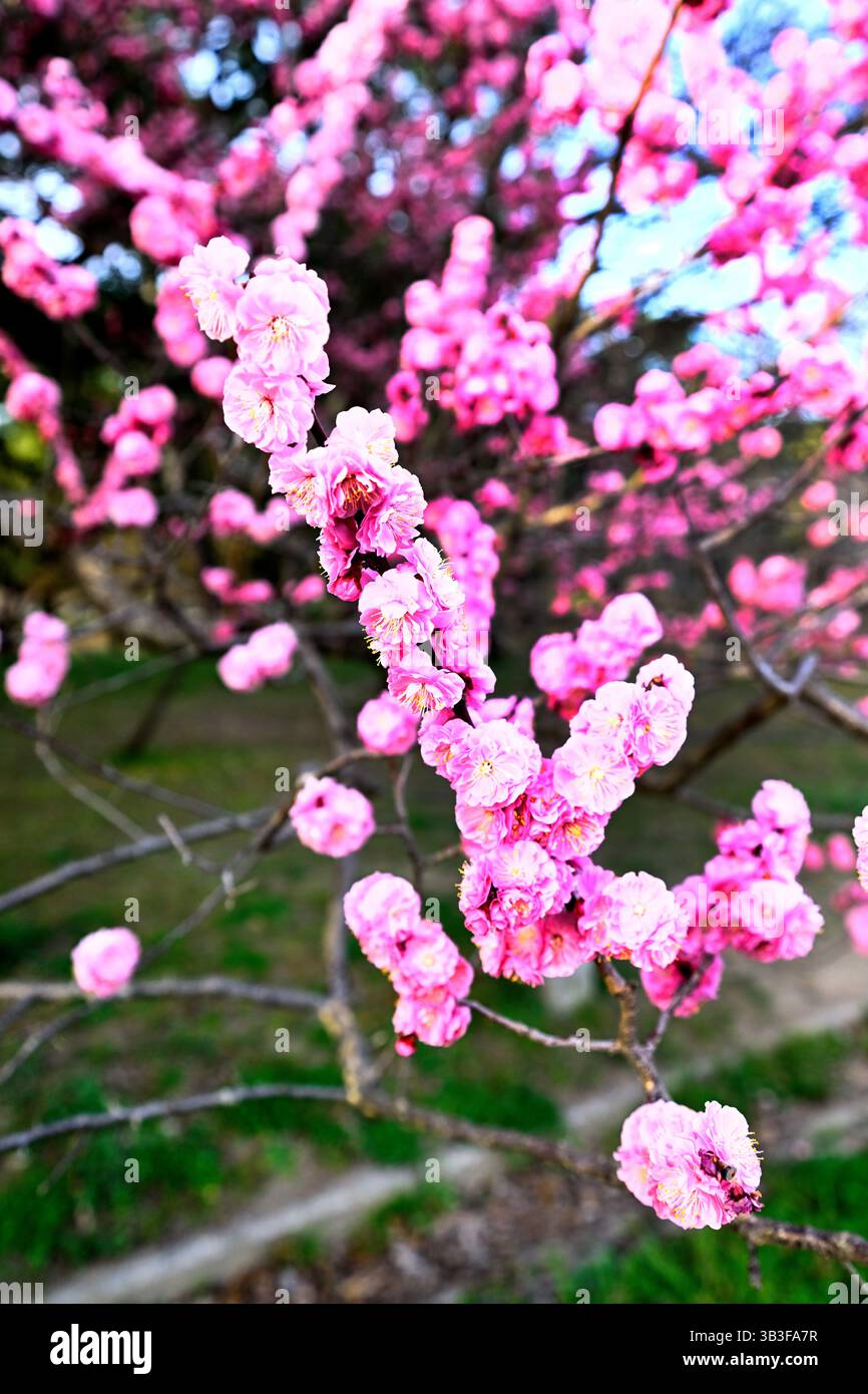 Cherry blossom, kyoto hi-res stock photography and images - Alamy