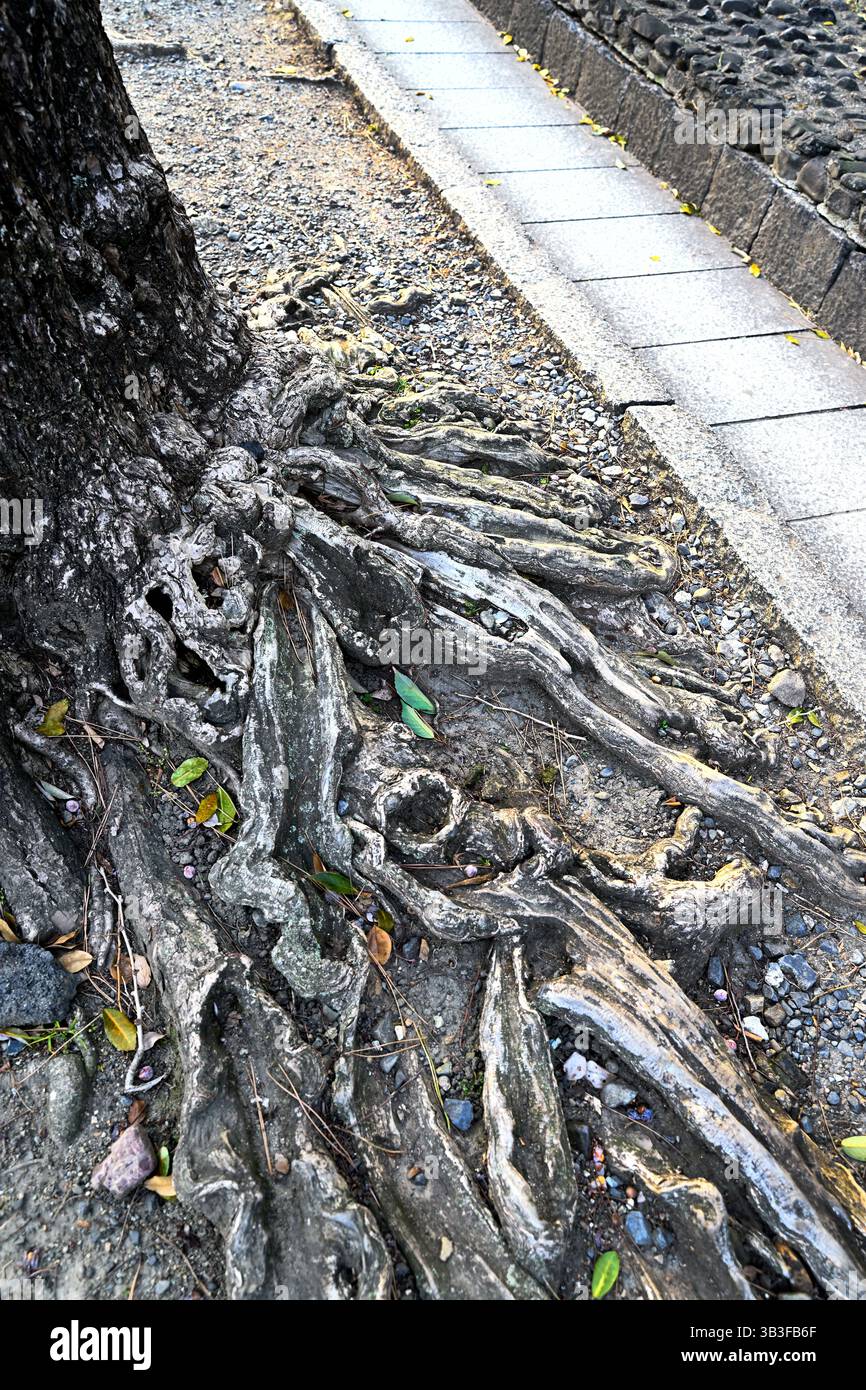 tree roots Kyoto Gyoen National Garden Kyoto Japan Stock Photo - Alamy