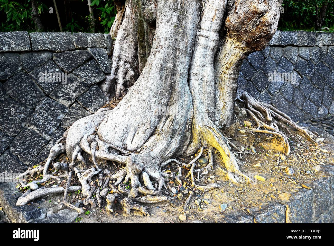 tree roots Kyoto Gyoen National Garden Kyoto Japan Stock Photo - Alamy