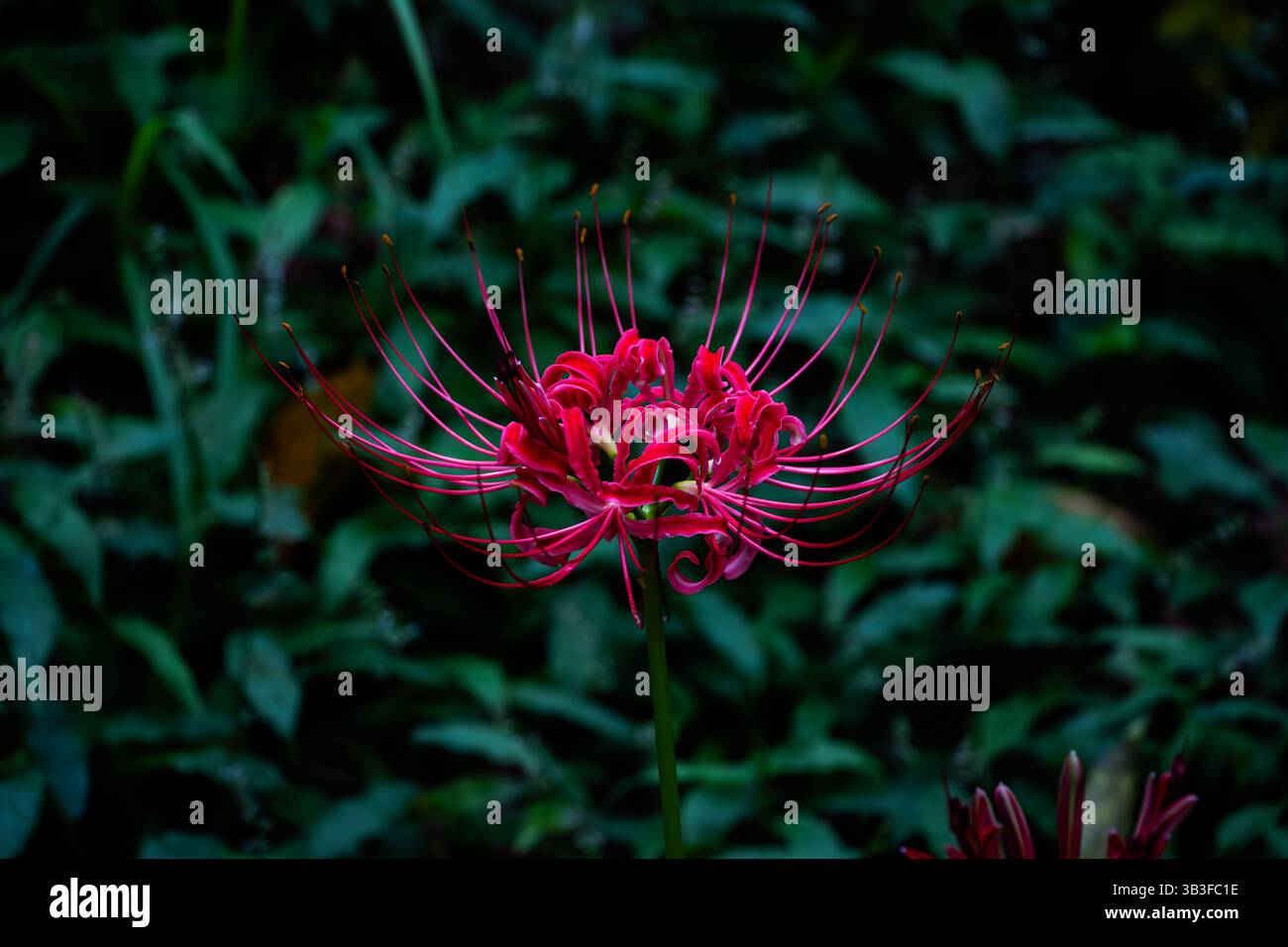 Red spider lily hi-res stock photography and images - Alamy