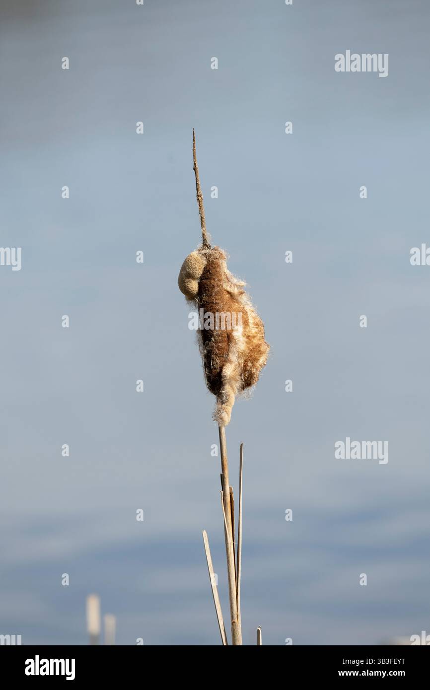 Seed and flower of Typha angustifoli plant Stock Photo - Alamy