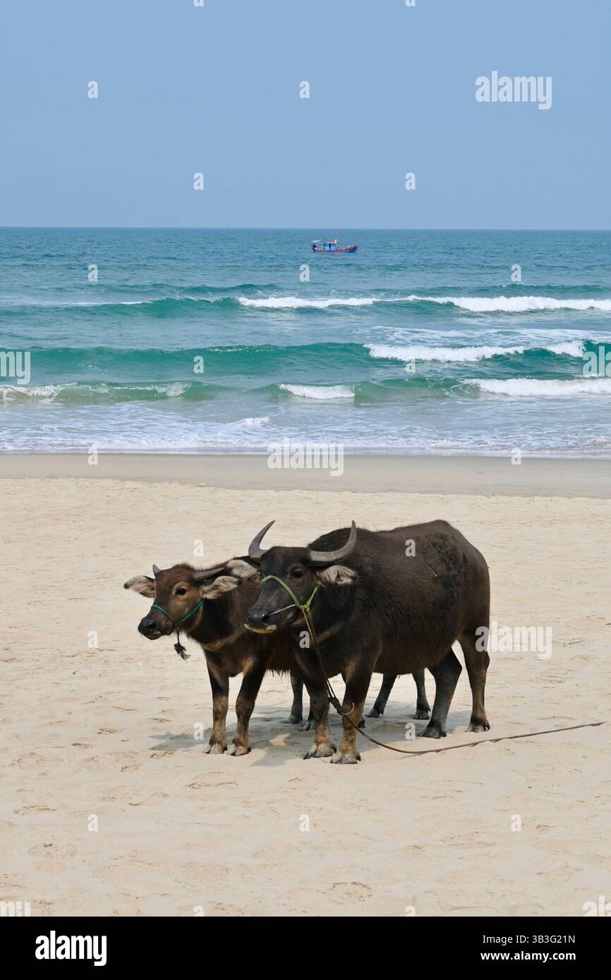 Water buffalo on the beach, Da Nang, Vietnam Stock Photo - Alamy