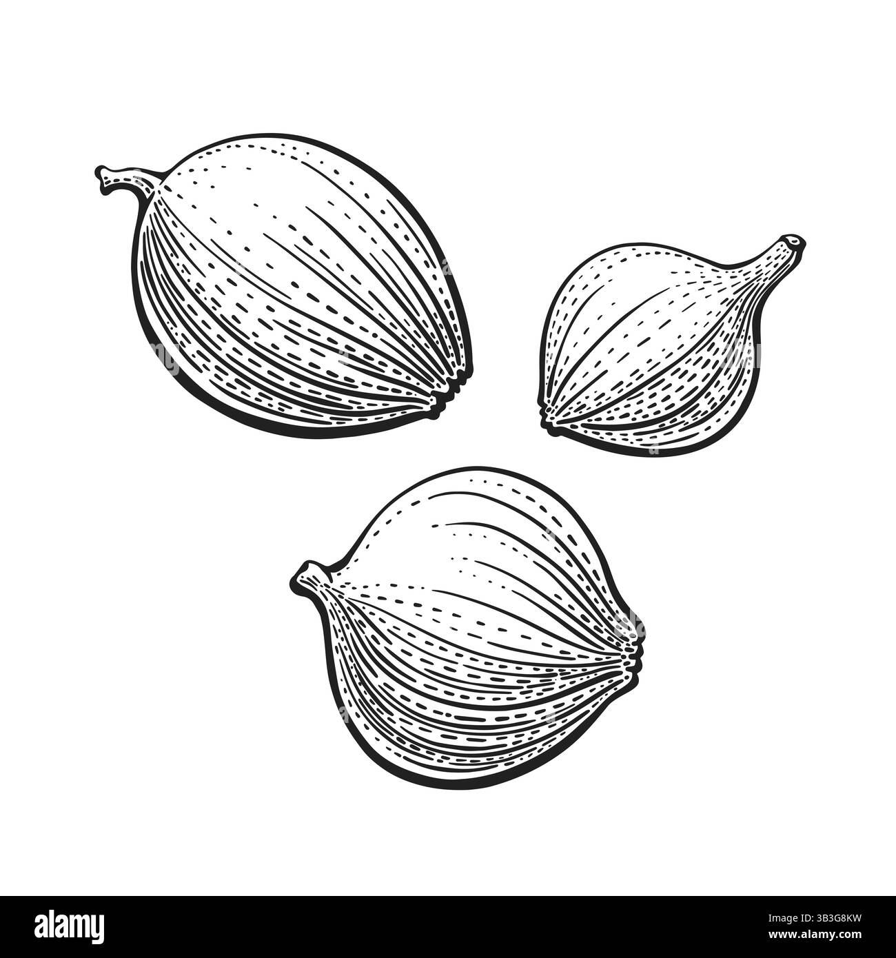 Whole onion bulb, engraved set. Vector outline isolate on white ...