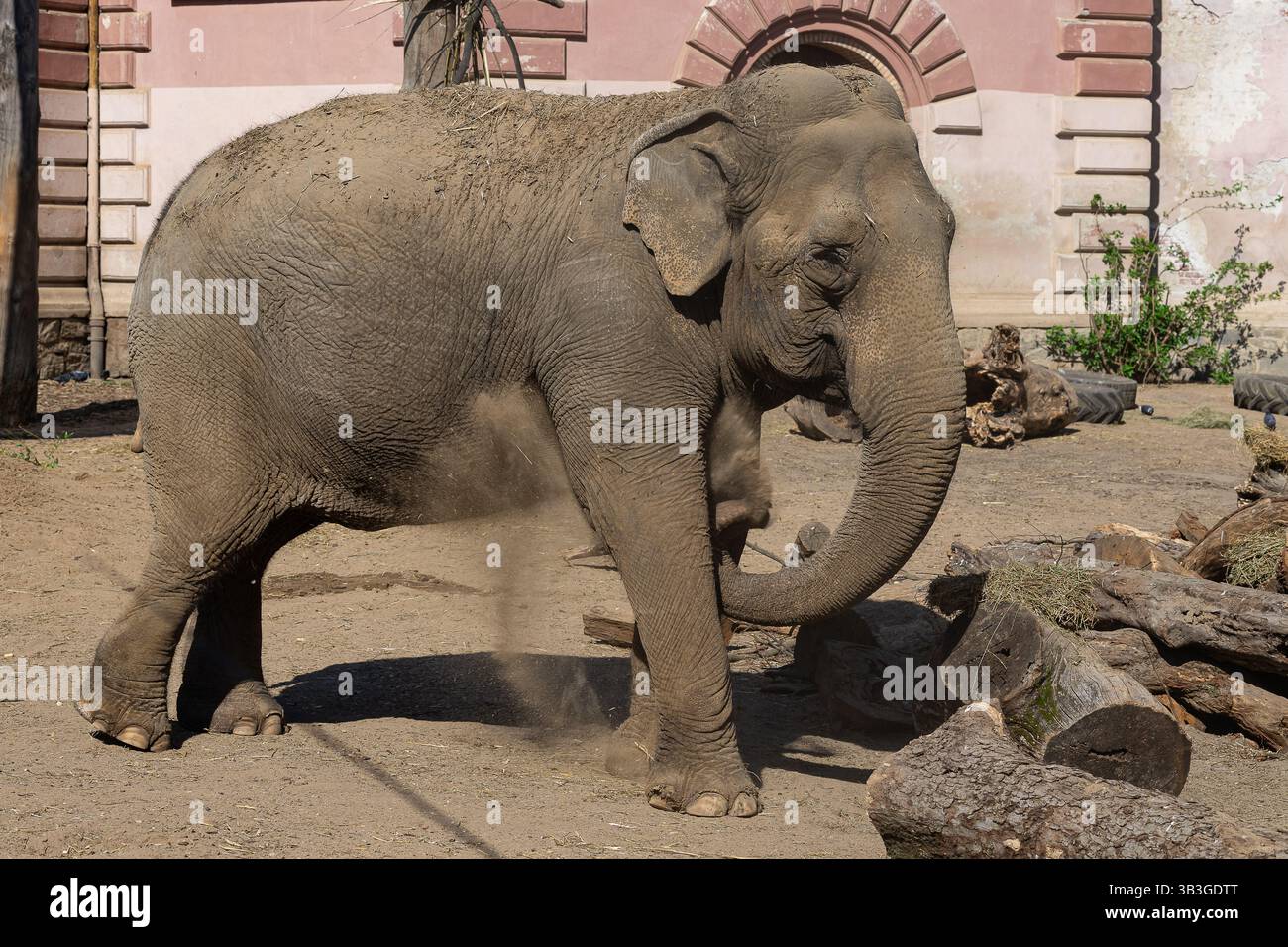 Asian elephant throwing sand with trunk during sunny day in zoo ...