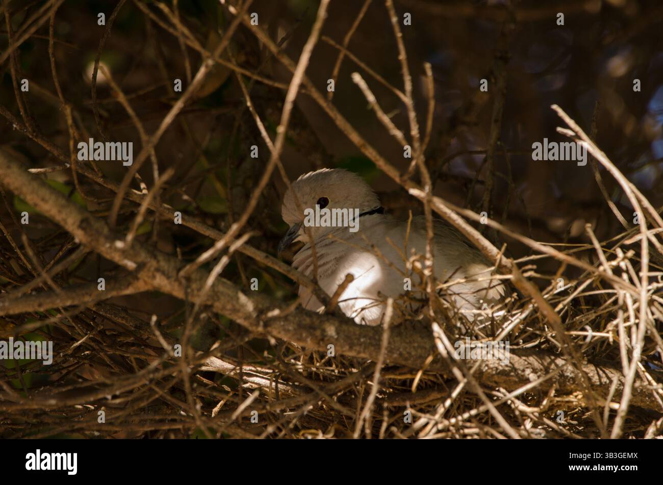 Barbary dove Streptopelia risoria in its nest. Las Palmas de Gran ...
