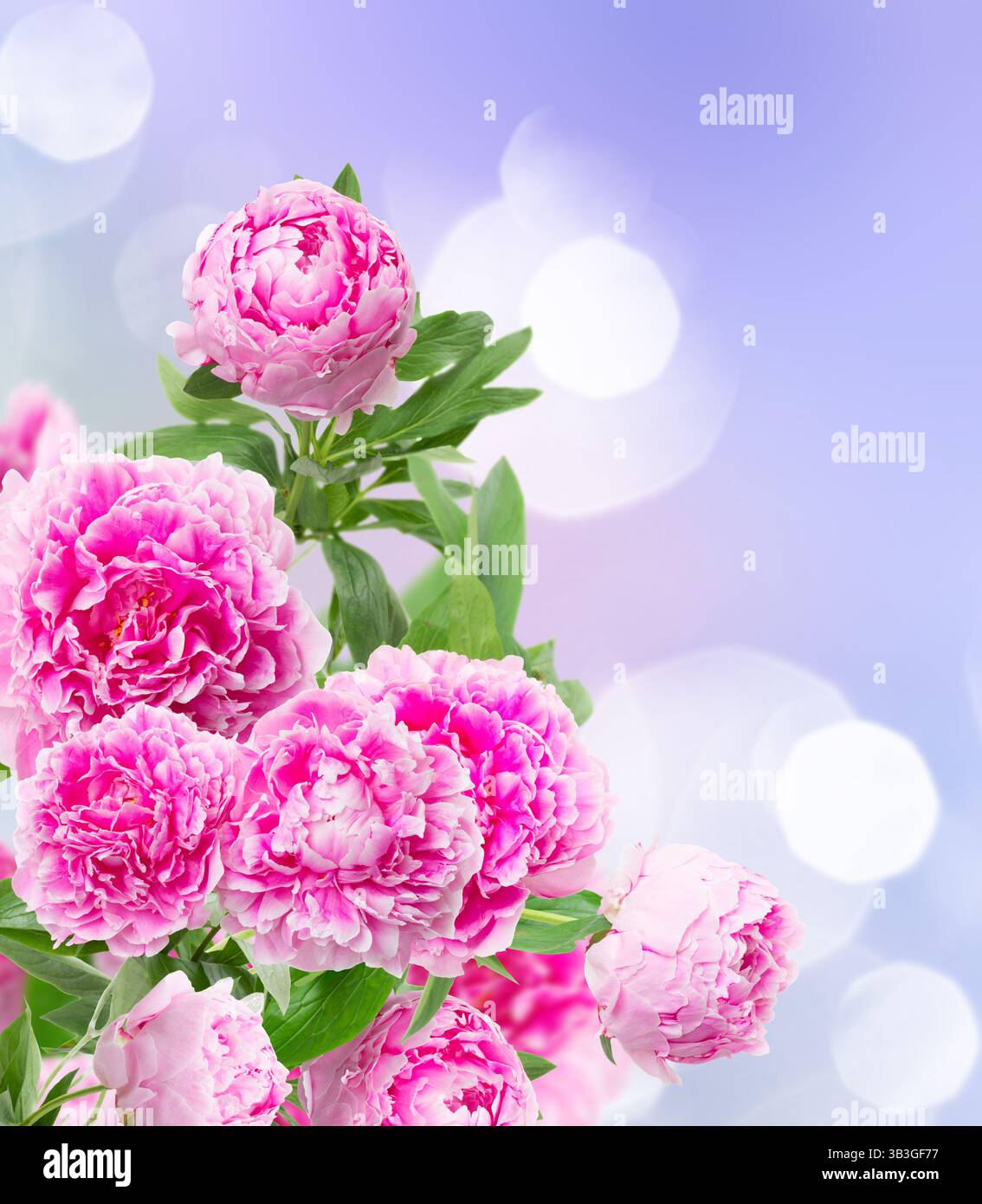 pink peonies border Stock Photo - Alamy
