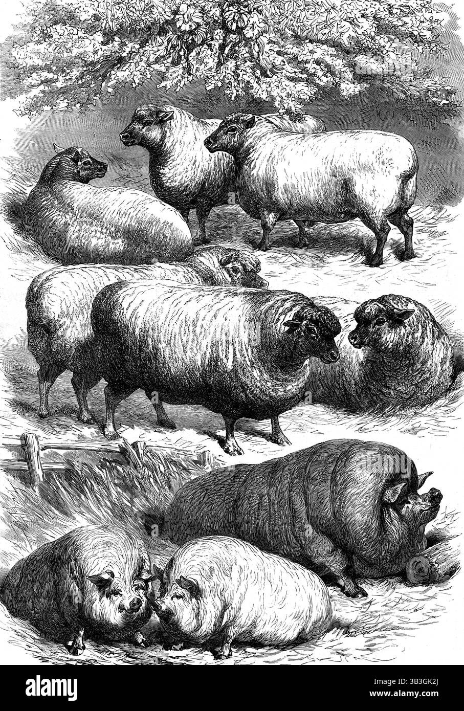Smithfield Club Cattle Show: prize sheep and pigs, 1873. 'The show of ...