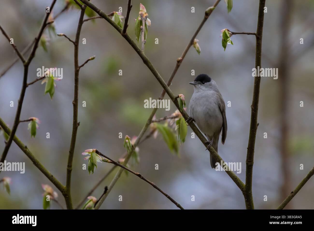 Blackcap, Sylvia atricapilla. Morning in the forest, a male bird sits ...