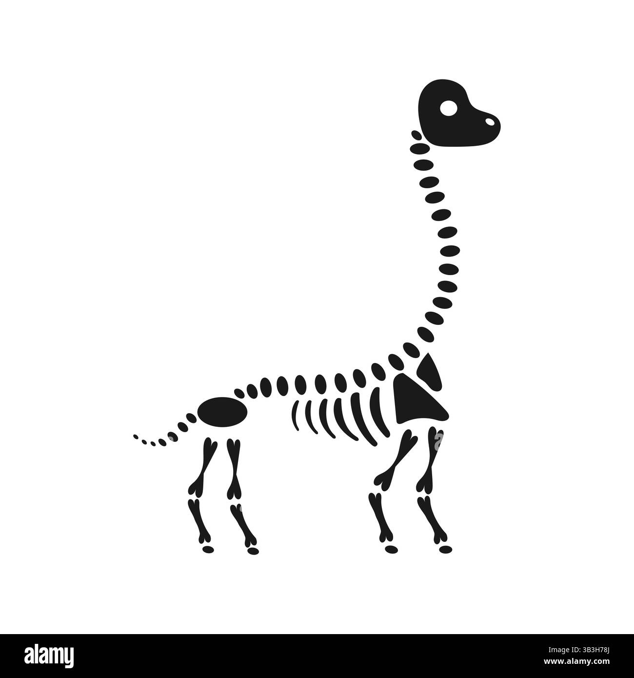 Brachiosaurus dinosaur skeleton standing on white background Stock ...