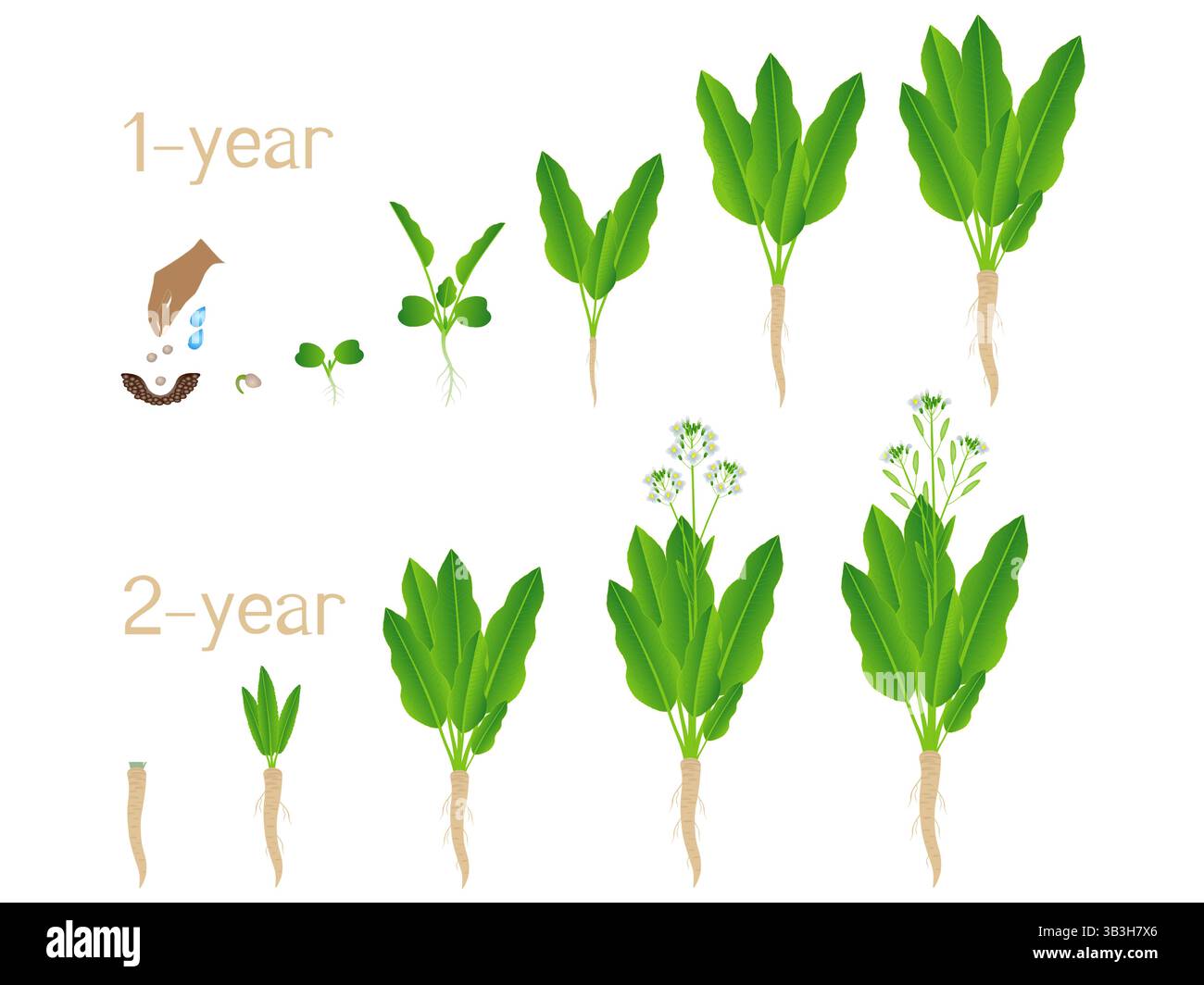 Growth stages from seed Cut Out Stock Images & Pictures - Alamy
