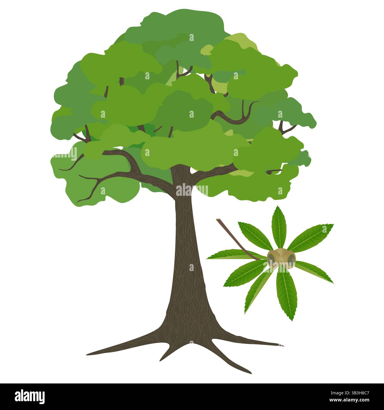 Quercus austrocochinchinensis tree with acorns on a white background ...