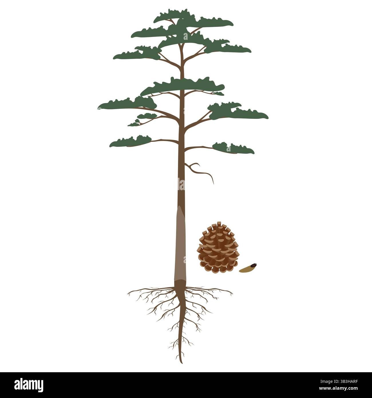 Scots pine tree with roots and cone on a white background Stock Vector ...