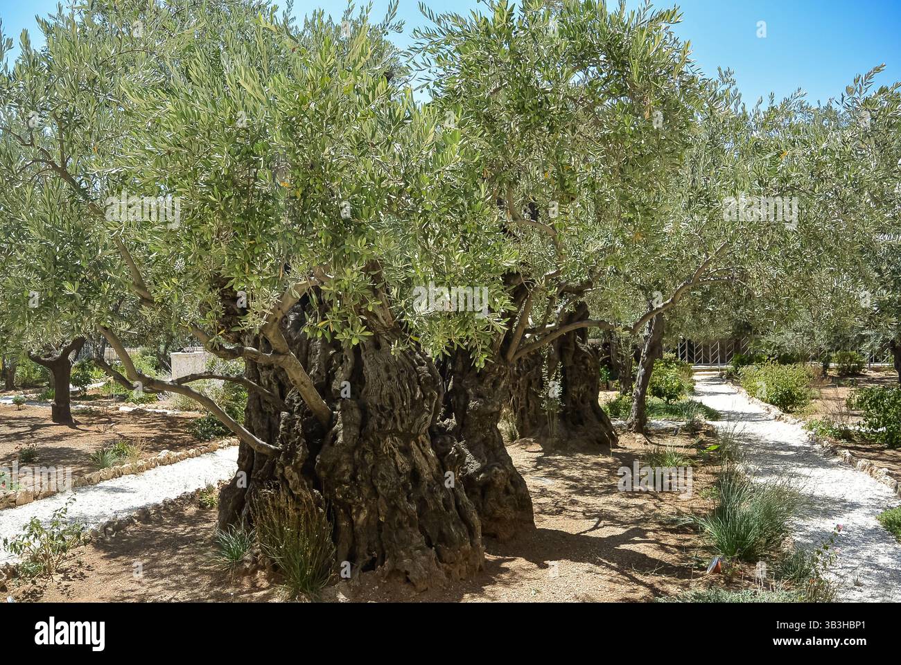 Mount of Olives. Old olive trees in the garden of Gethsemane. The ...