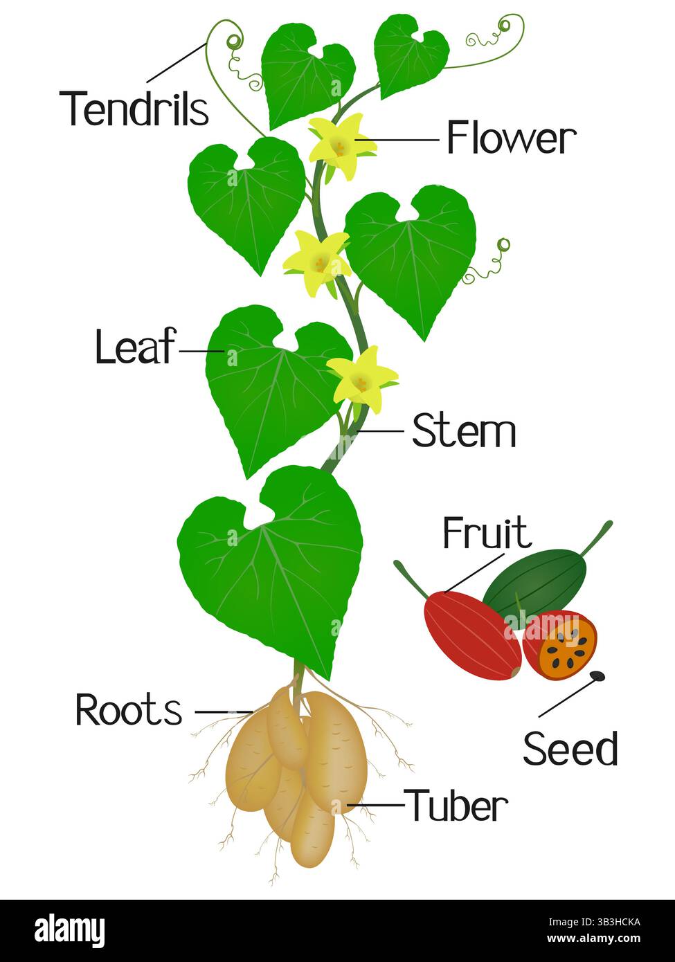 Parts of tladianta dubious plant on a white background Stock Vector ...