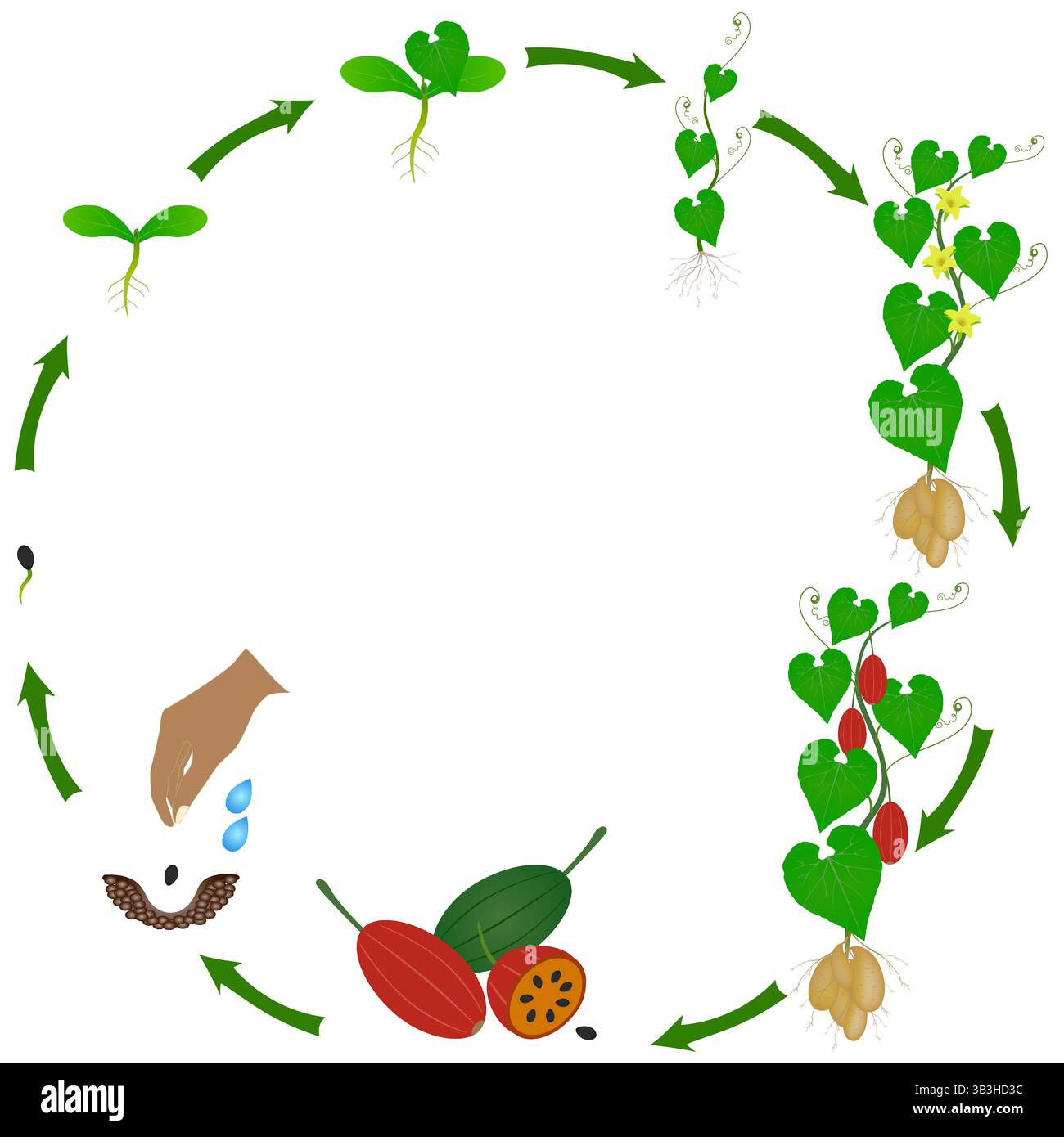 Life cycle of tladianta dubious plant on a white background Stock ...