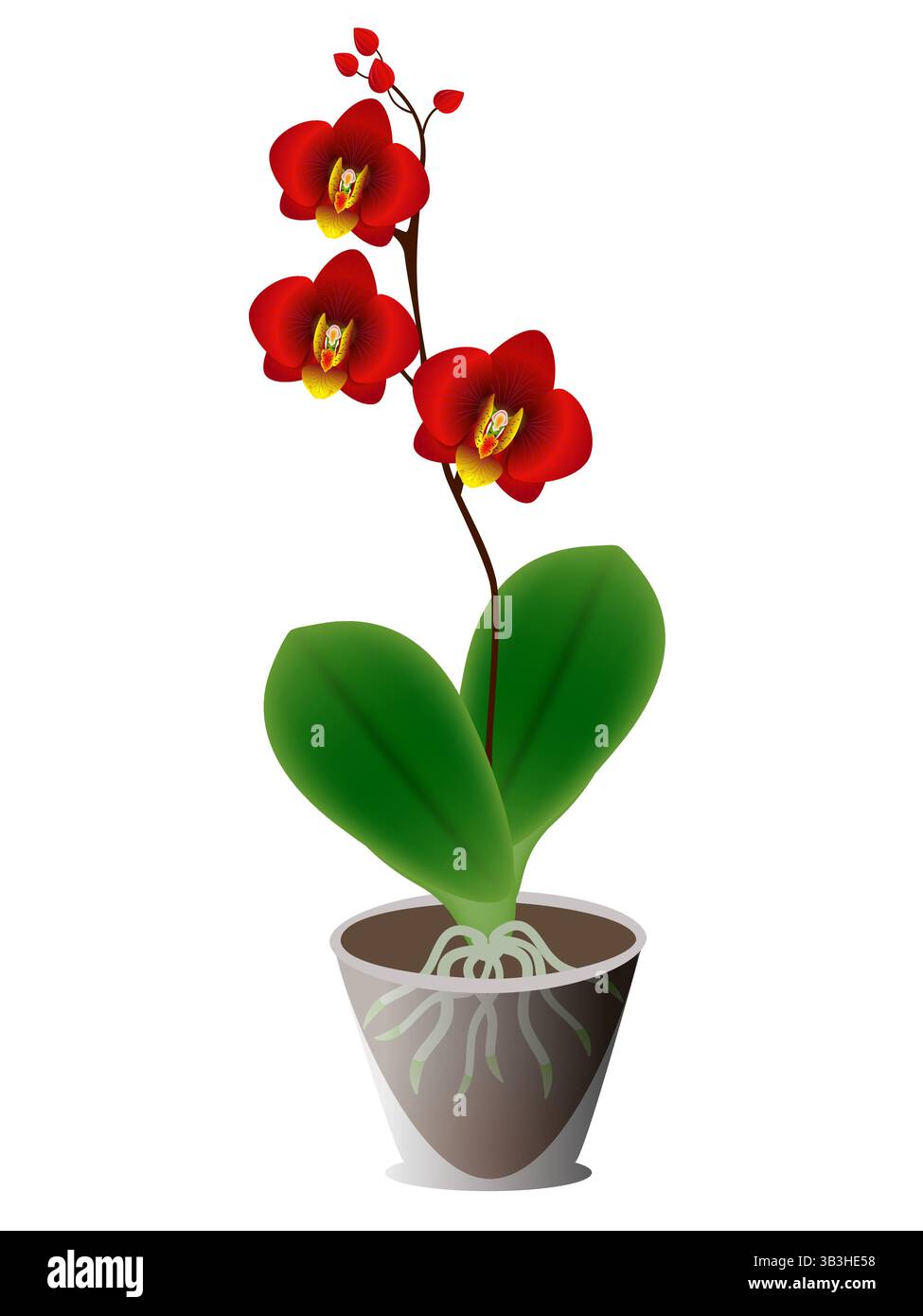 Orchid white and red petal Stock Vector Images - Alamy