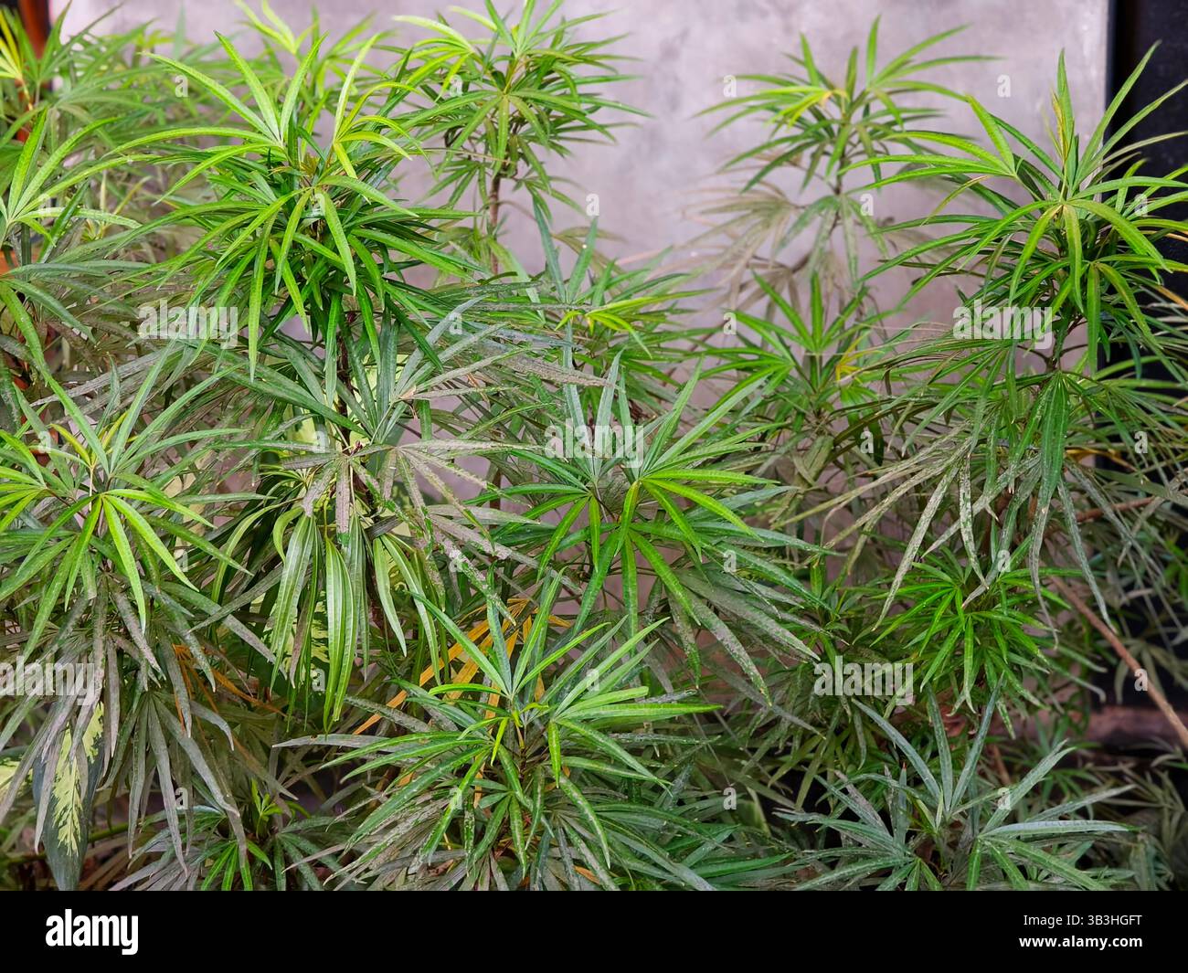 Ararea plant hi-res stock photography and images - Alamy