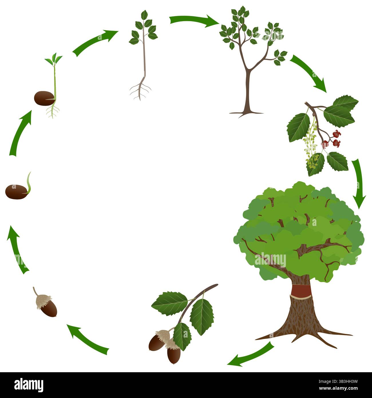 Life cycle of oak Stock Vector Images - Alamy