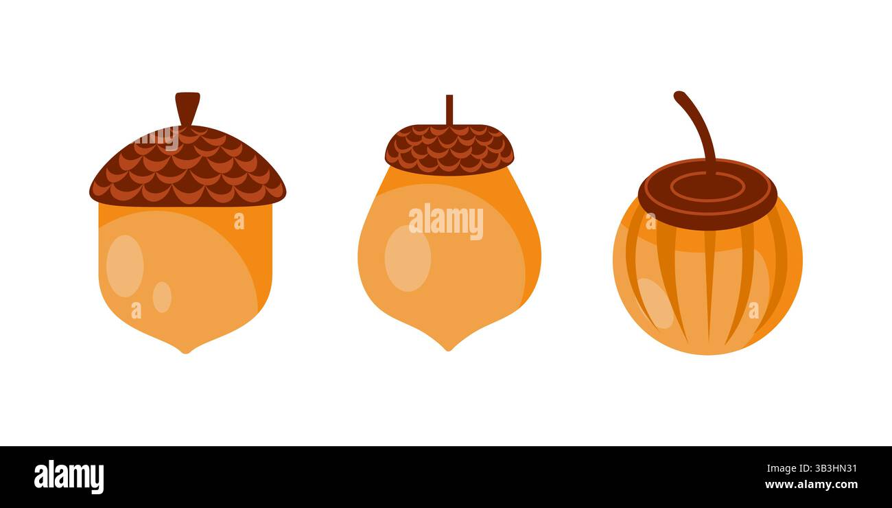 Three acorns representing different stages of ripeness showing shell ...