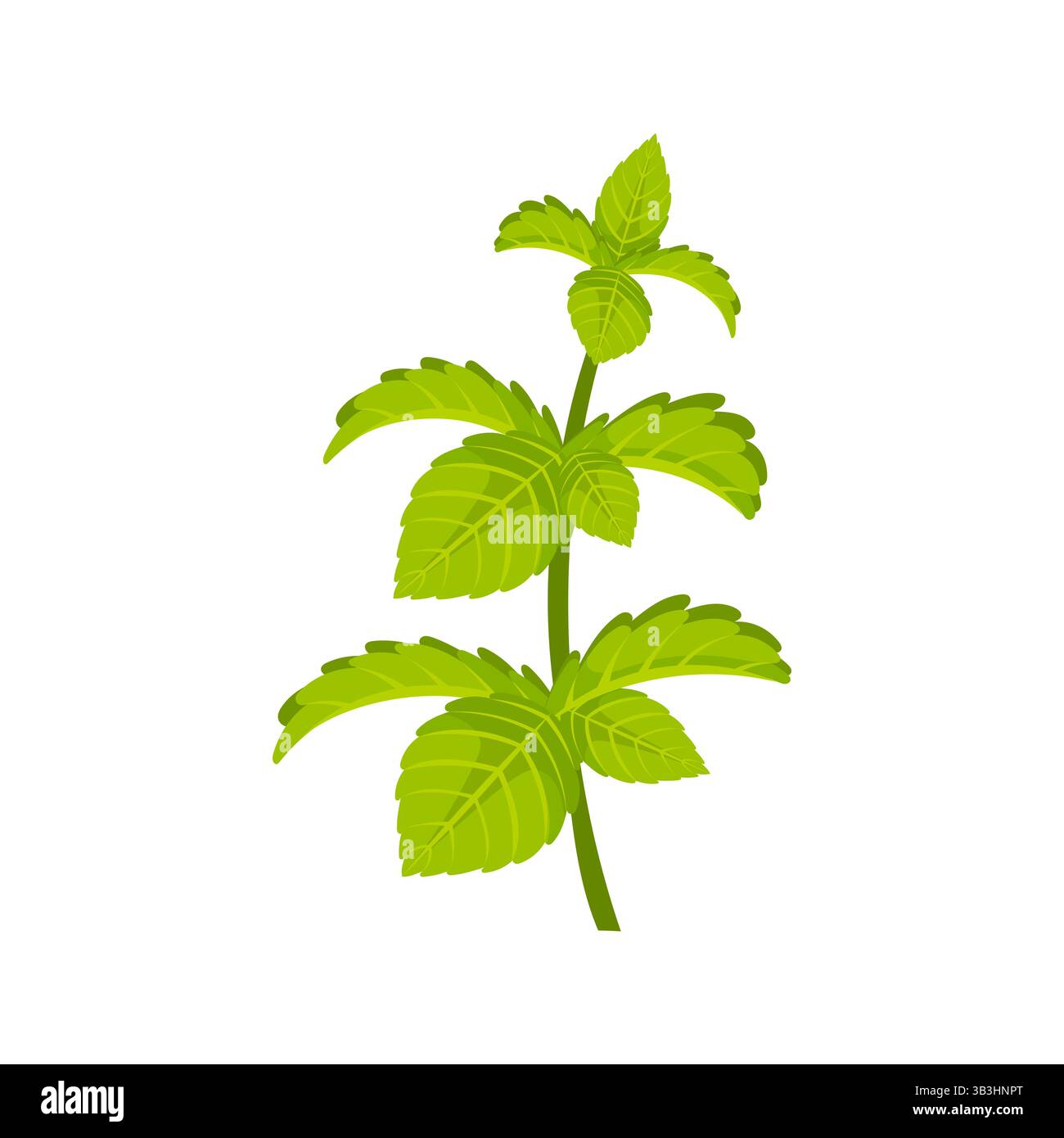 Fresh aromatic green mint Stock Vector Images - Alamy