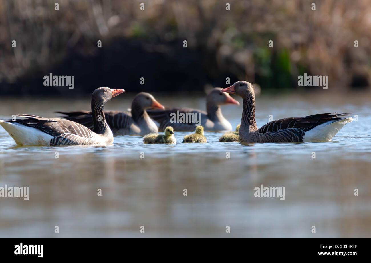 A group of greylag geese calmly swimming with fluffy yellow goslings in ...
