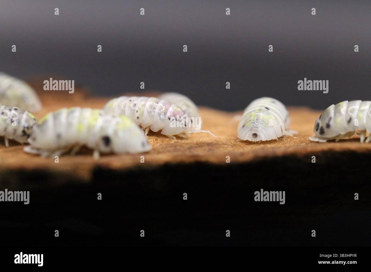 isopods woodlouse pill bugs armadillidium vulgare magic potion Stock ...