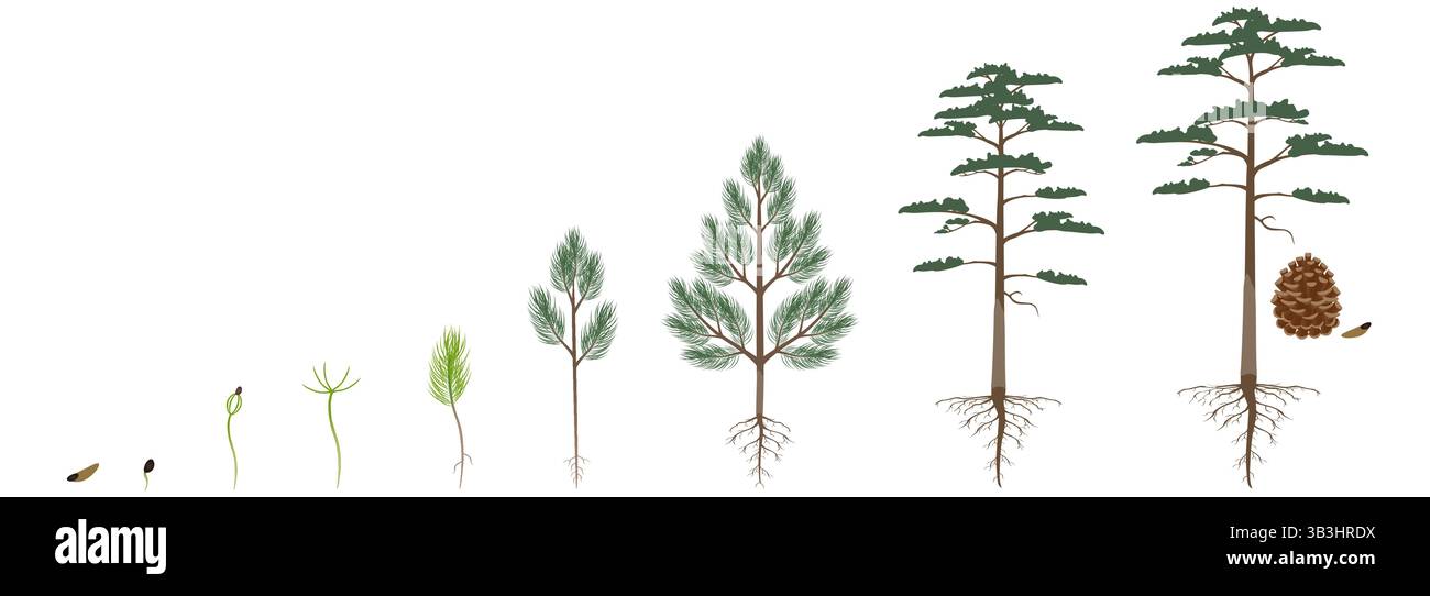 Pine seed germination Stock Vector Images - Alamy