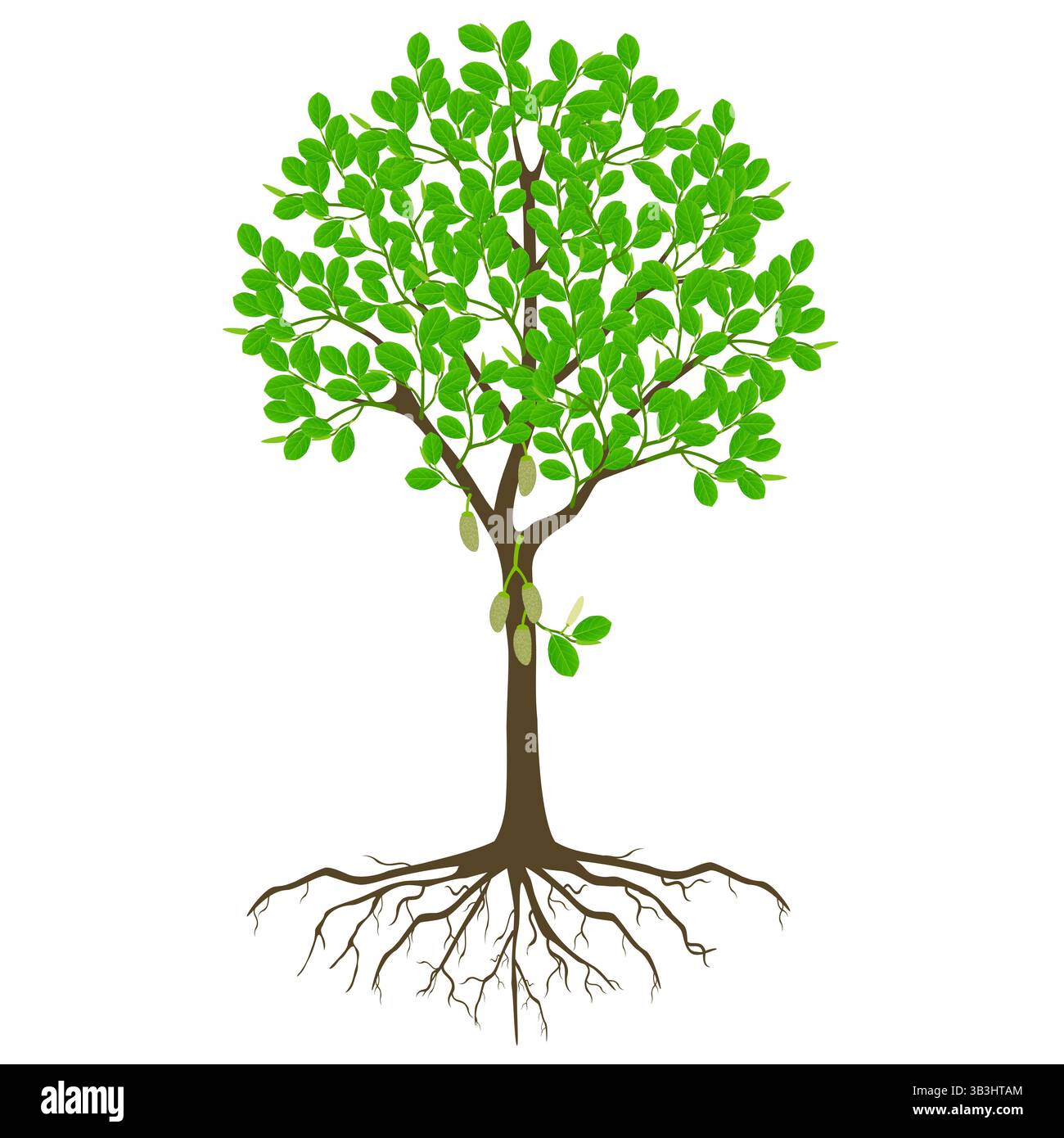 Blooming jackfruit tree with roots on a white background Stock Vector ...