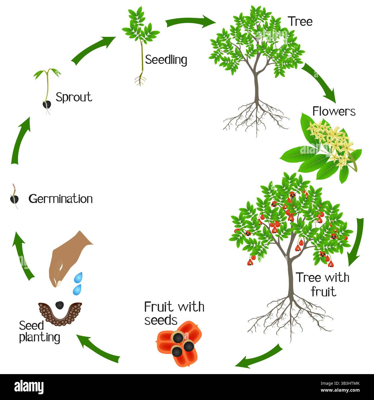 A growth cycle of a ackee tree on a white background Stock Vector Image ...