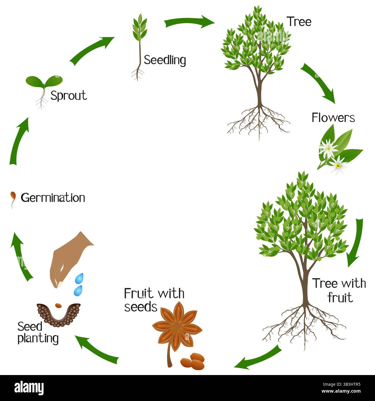 A growth cycle of star anise tree on a white background Stock Vector ...