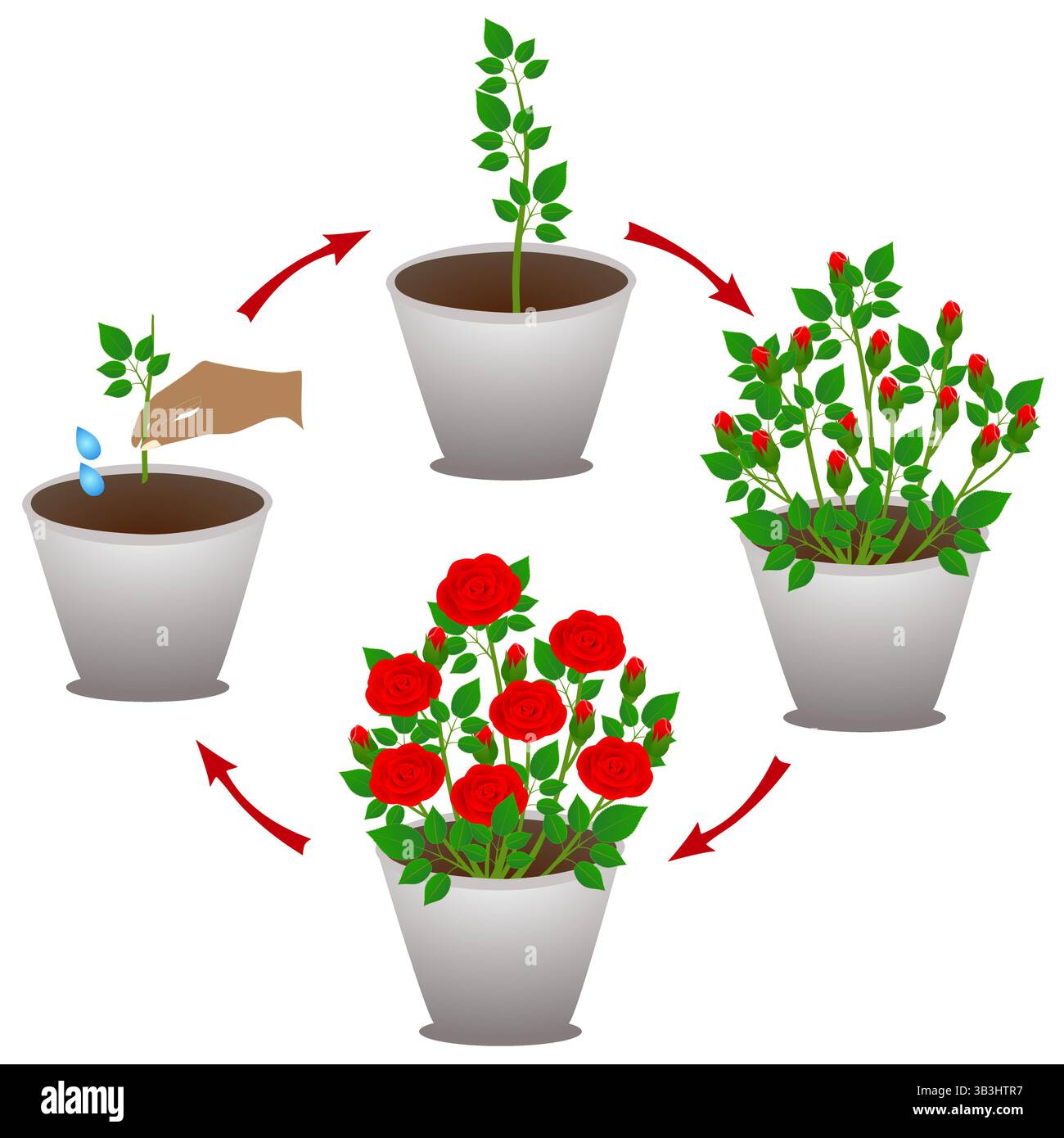 A growth cycle of potted rose on a white background Stock Vector Image ...