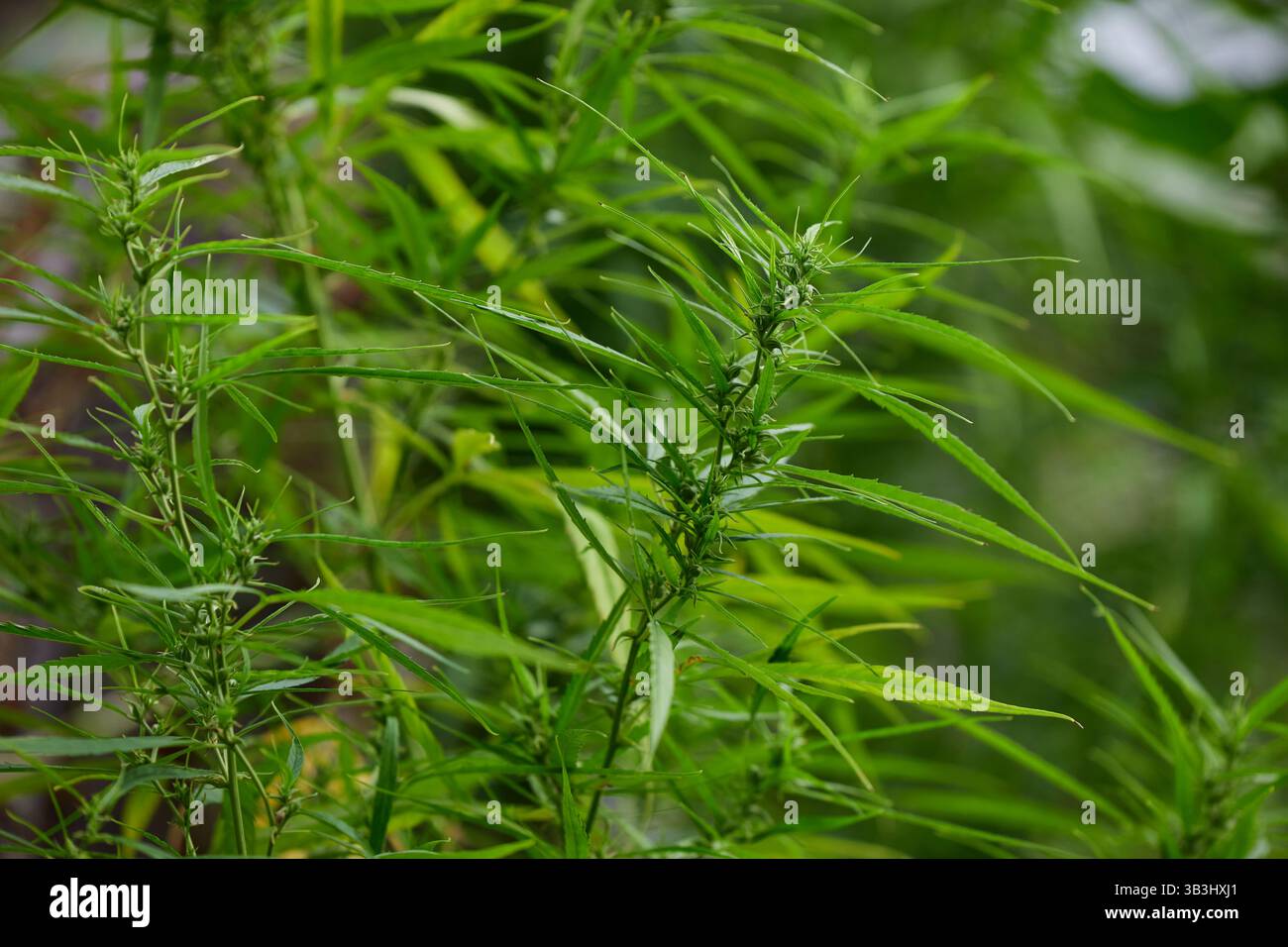 Herbal cannabis plants close hi-res stock photography and images - Alamy