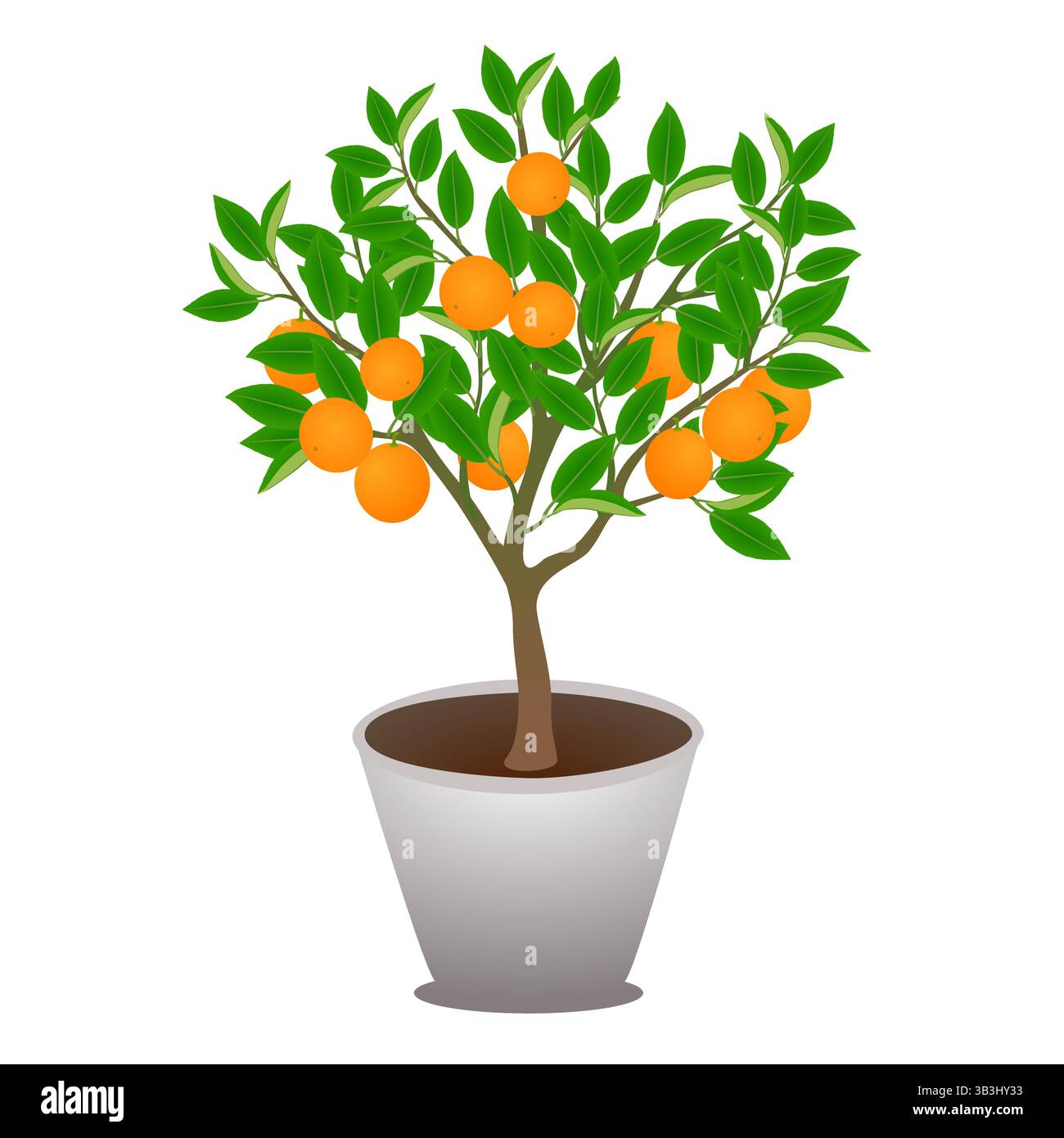 Citrus mandarin green growing Cut Out Stock Images & Pictures - Alamy